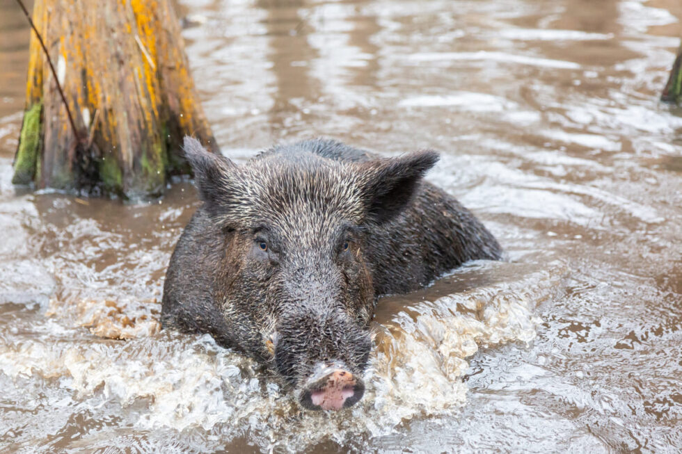 Hog Hunting Outfitter Trips & Hog Hunts | Upper Texas Coast